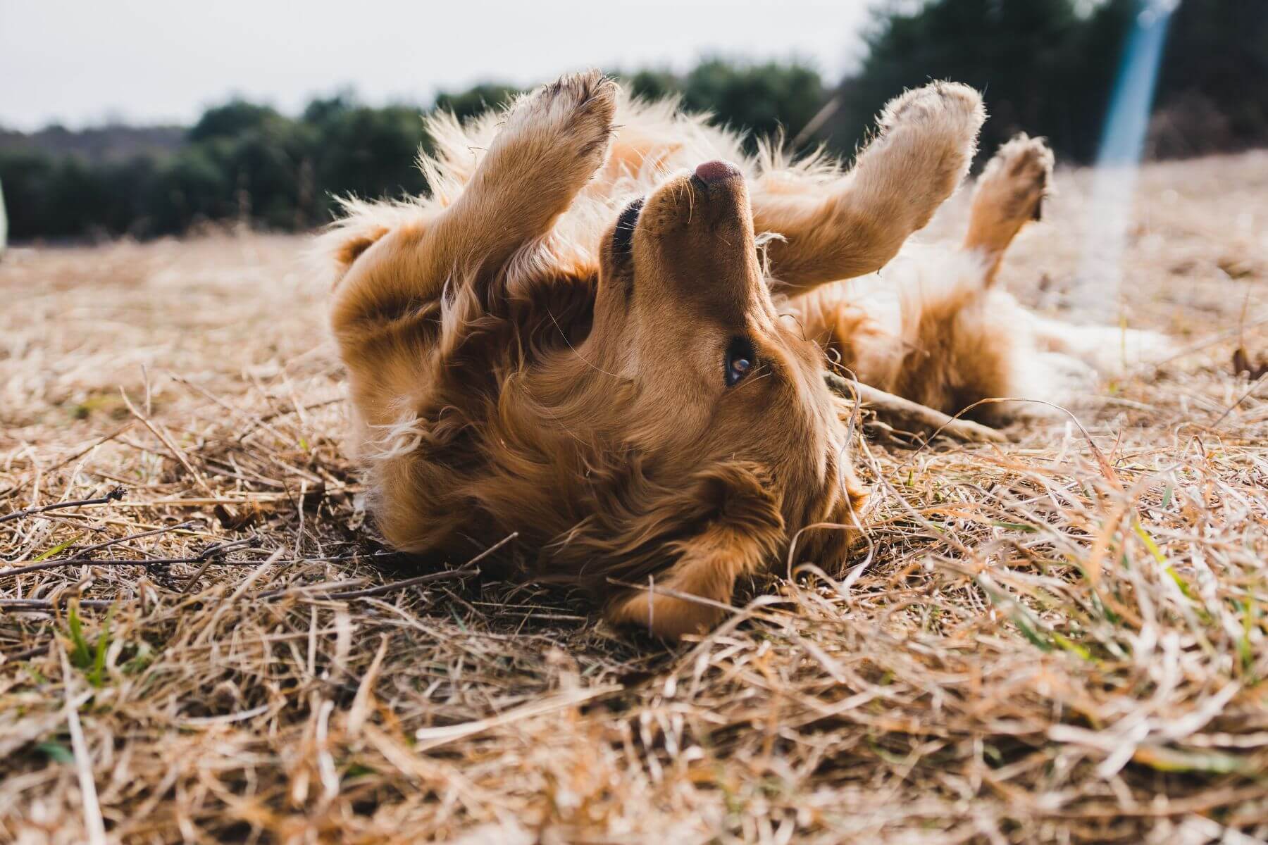 Flea Control Program | Kennebunk Veterinary Hospital