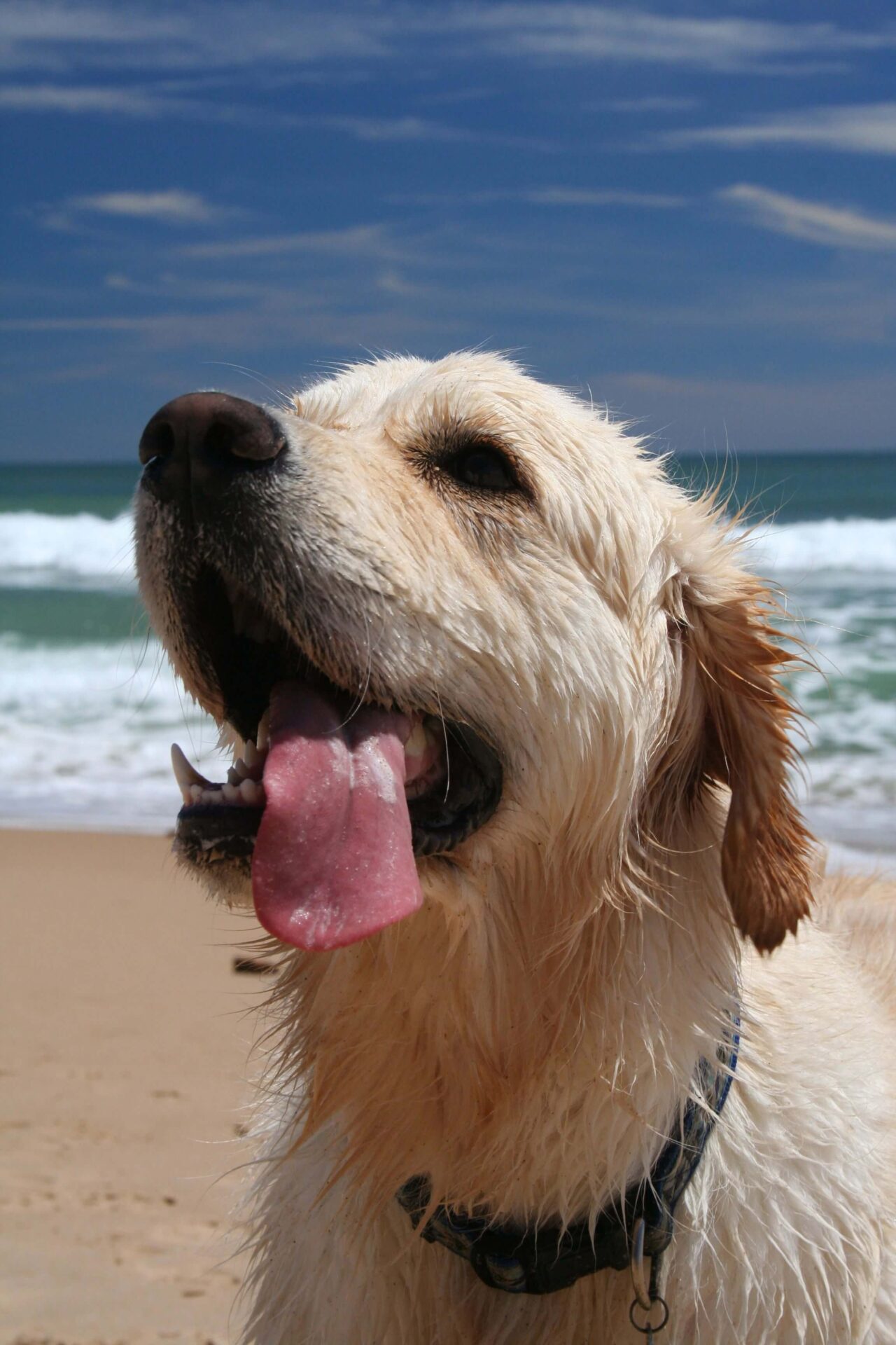 Kennebunk Veterinary Hospital Patient Gallery | Vet Clinic In Kennebunk, ME